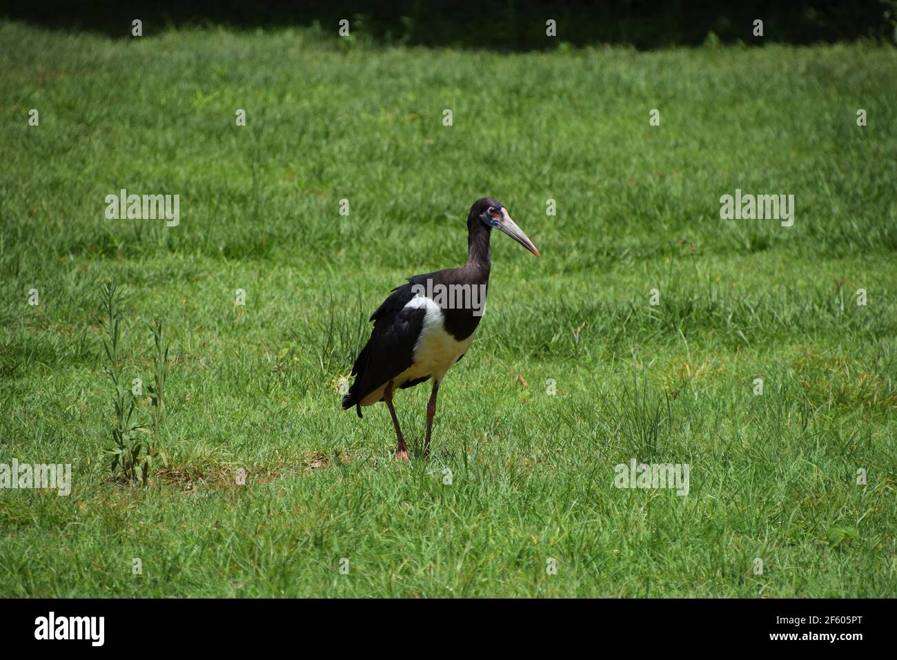 An adult black stork in Zimbabwe Stock Photo - Alamy