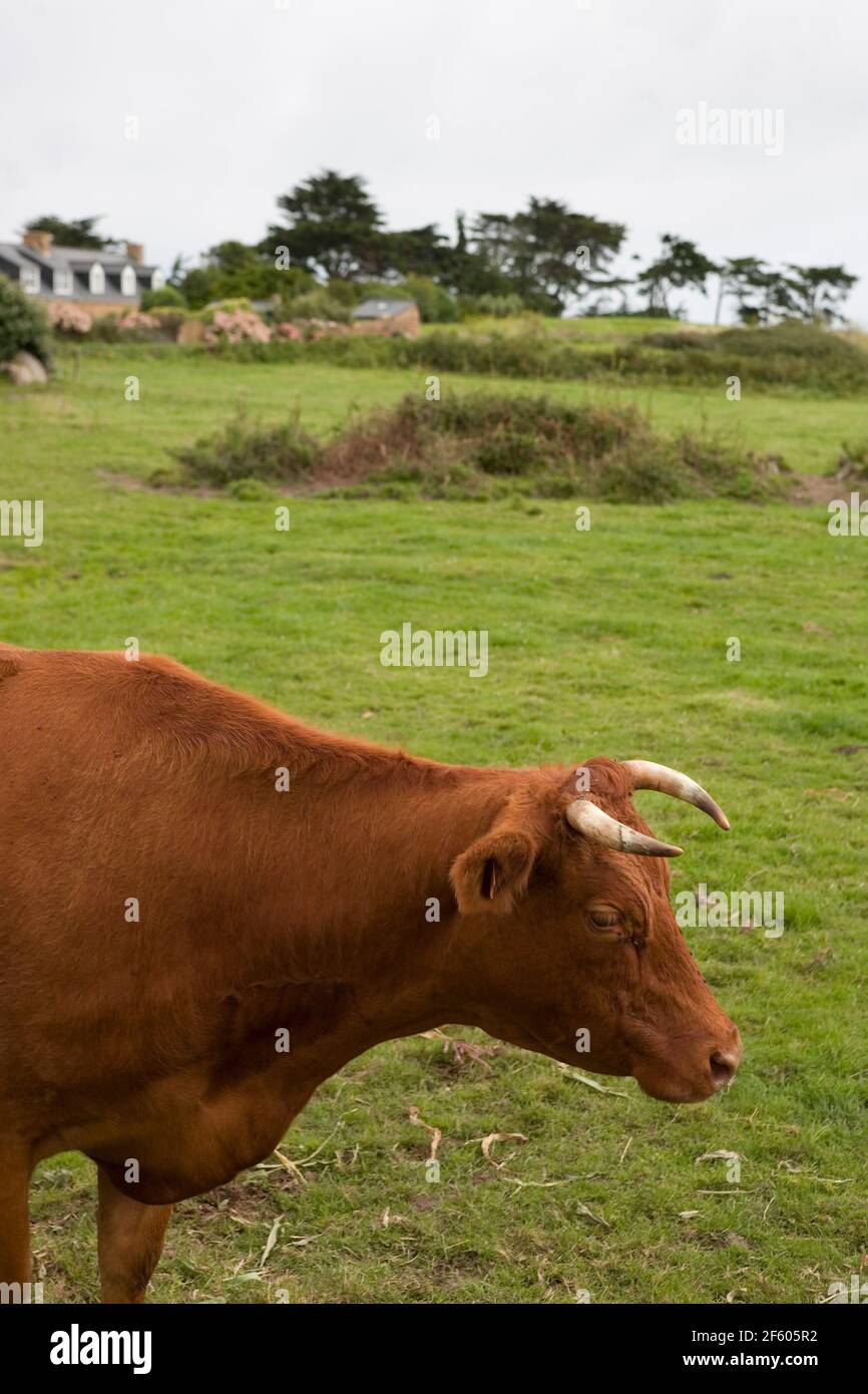 A rare breed Froment du Léon cow chews the cud, Île-de-Bréhat, Côtes d ...