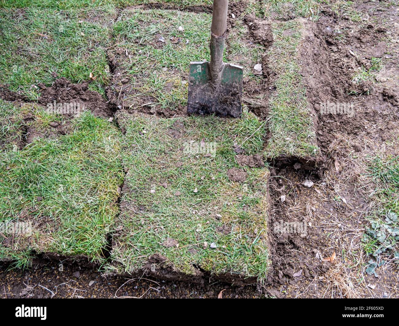 Sward plants hi-res stock photography and images - Alamy