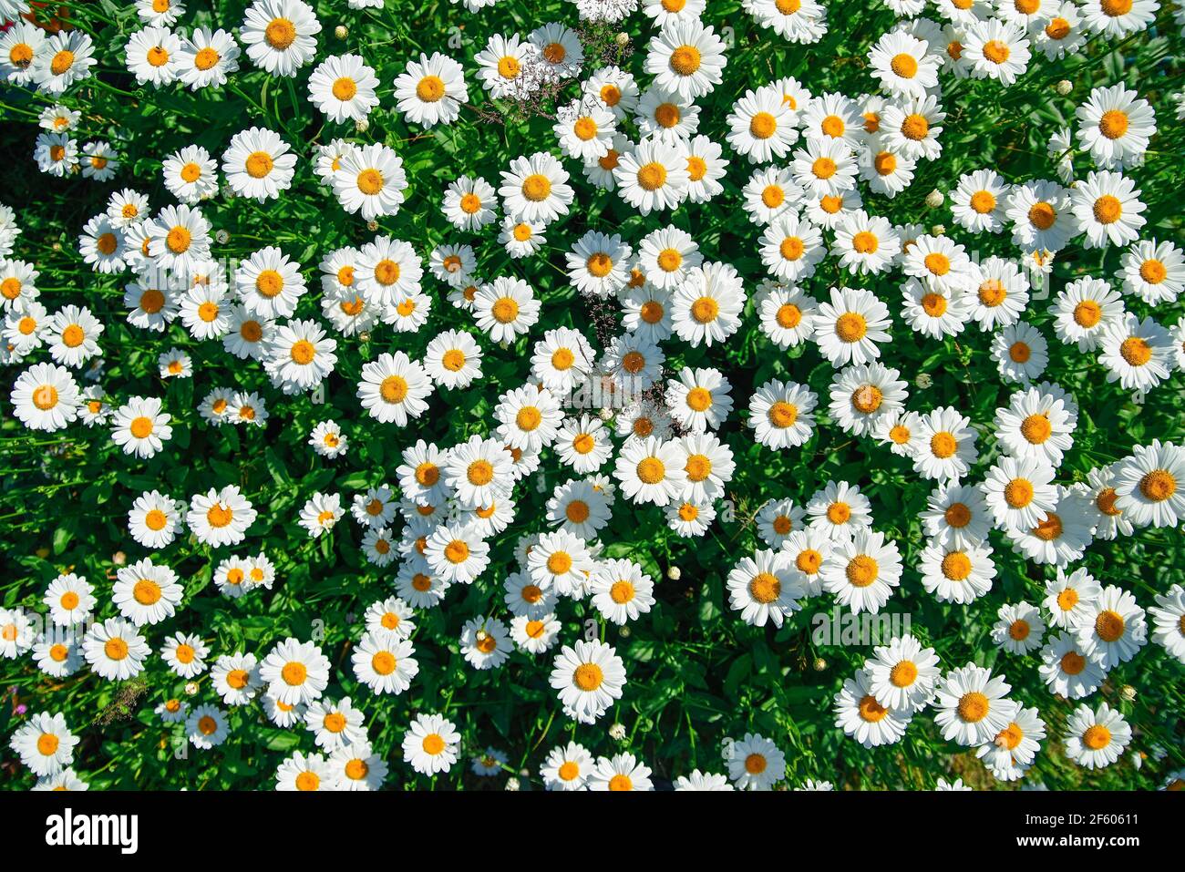 Summer Flowers Photography