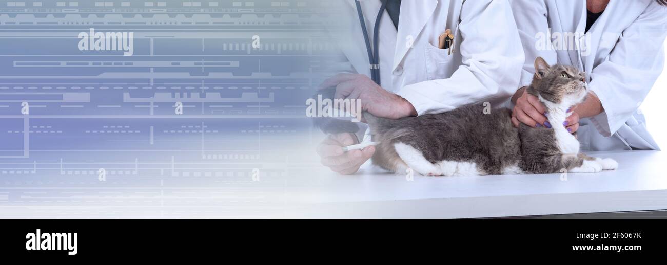 Veterinarian taking the temperature of a cat; panoramic banner Stock ...