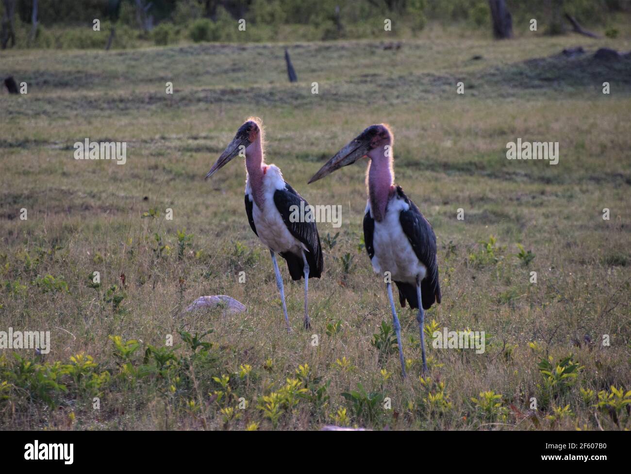 A pair of marabou storks in a national park in Zimbabwe Stock Photo - Alamy