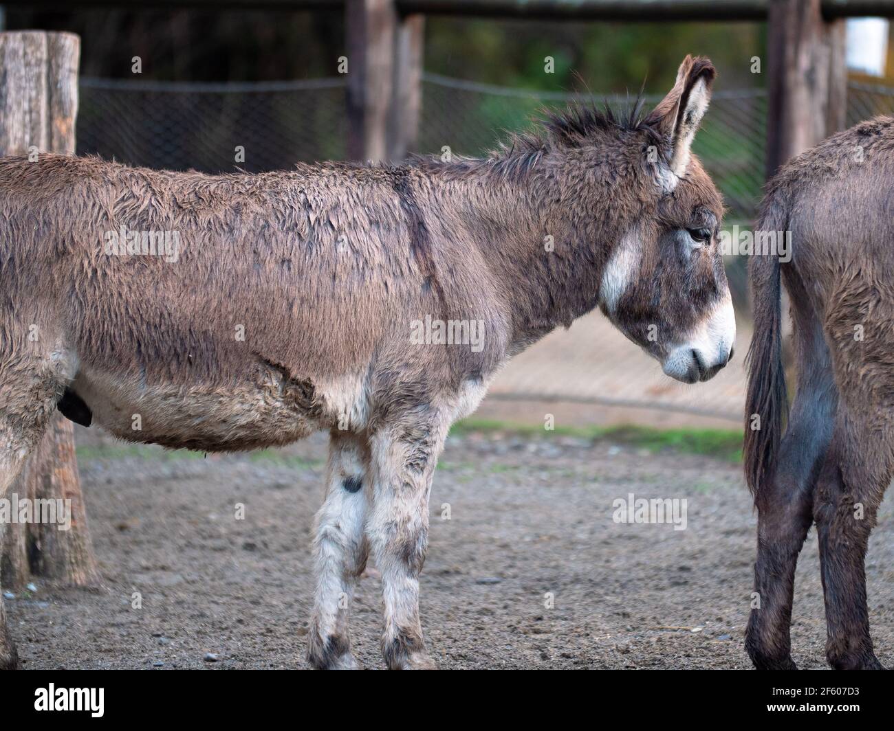 Quiet Gray Donkey inside a Fence on a Farm Stock Photo - Alamy
