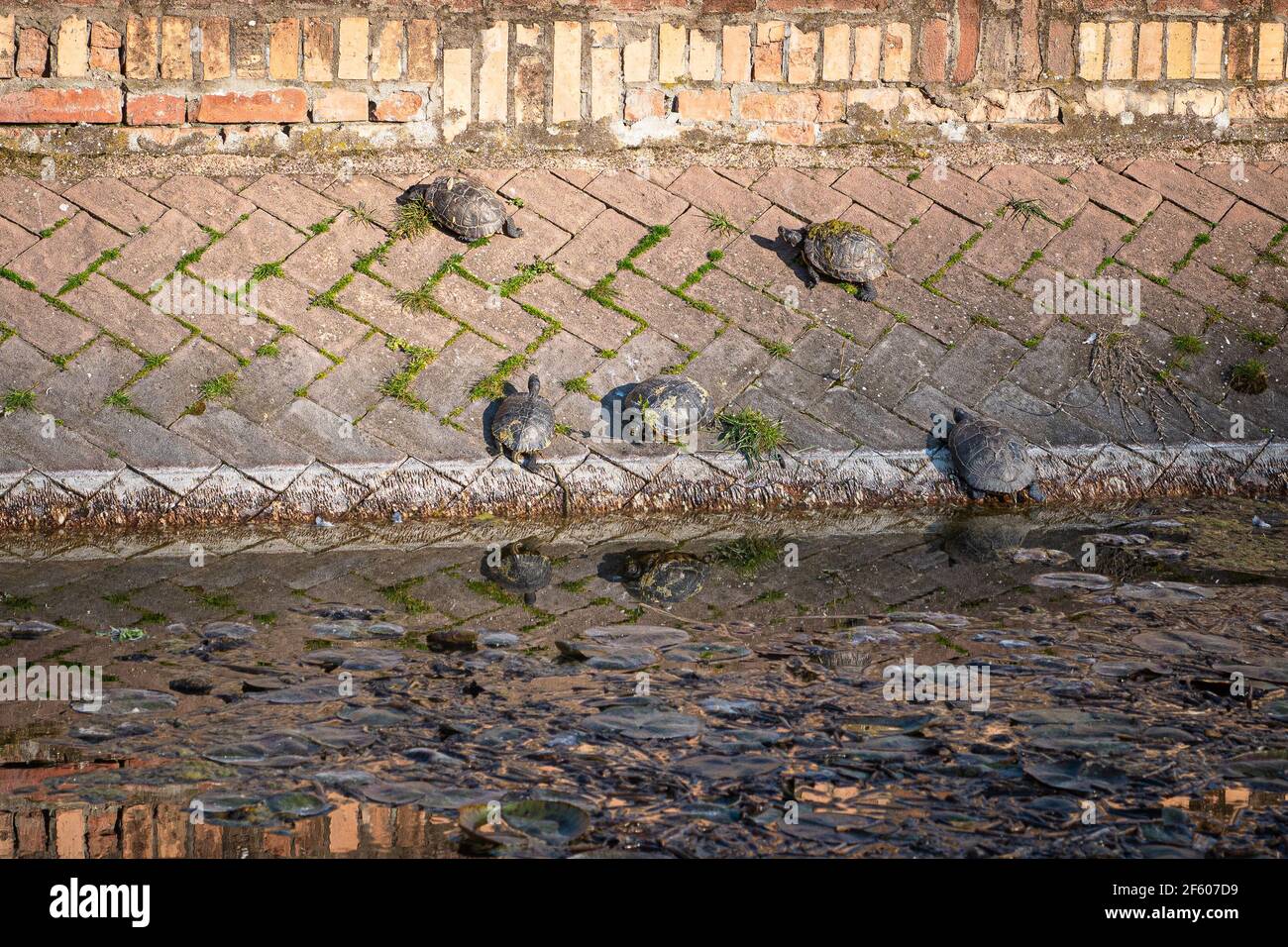 Five Turtles along the Edge of a Stream of Water Stock Photo - Alamy