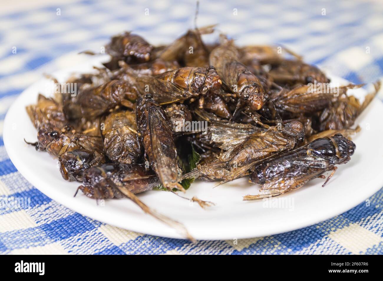 Deep fried Cicada Thai Food protein the normal traditional local Thai ...