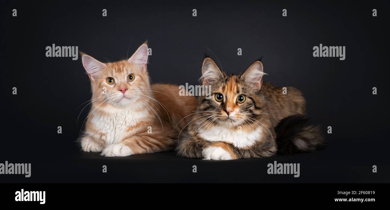 Duo of red silver and tabby tortie Maine Coon cat youngsters, laying ...
