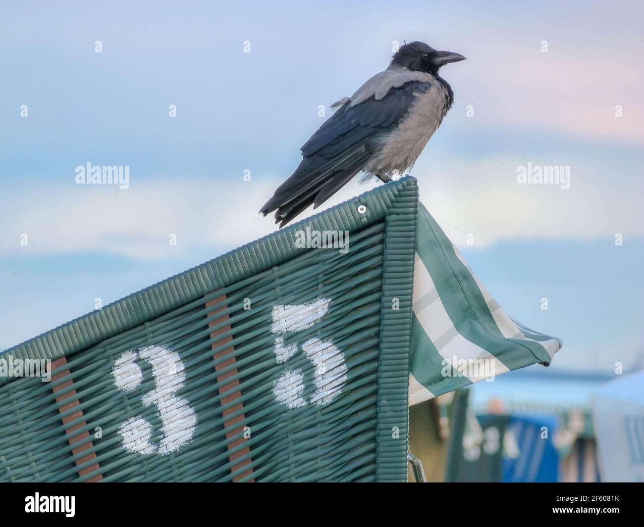 bird sitting on green beach chir Stock Photo - Alamy