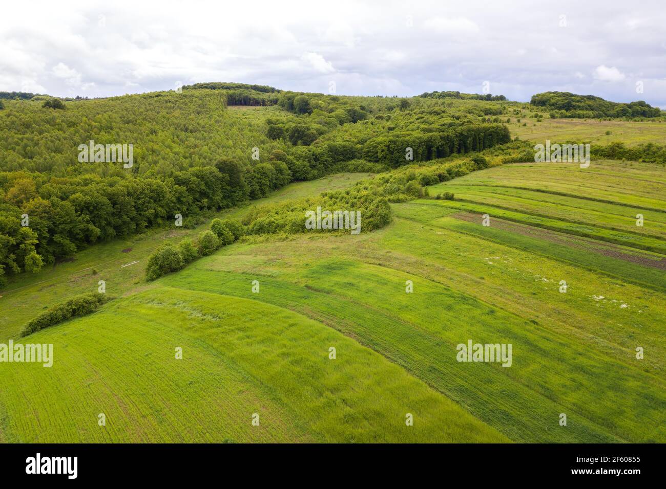 Top down aerial view of green summer forest with canopies of many fresh ...