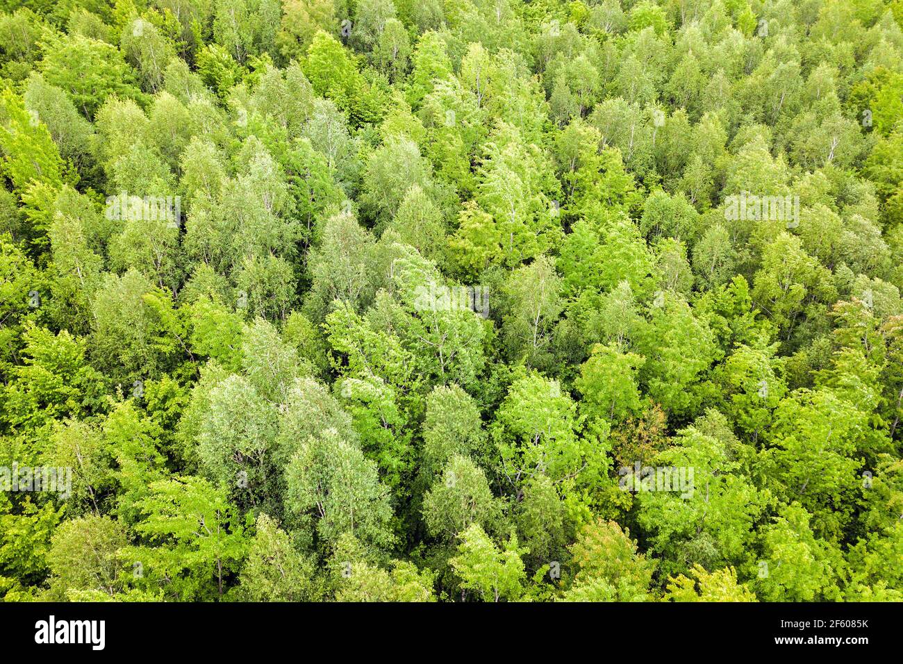 Top down aerial view of green summer forest with canopies of many fresh ...