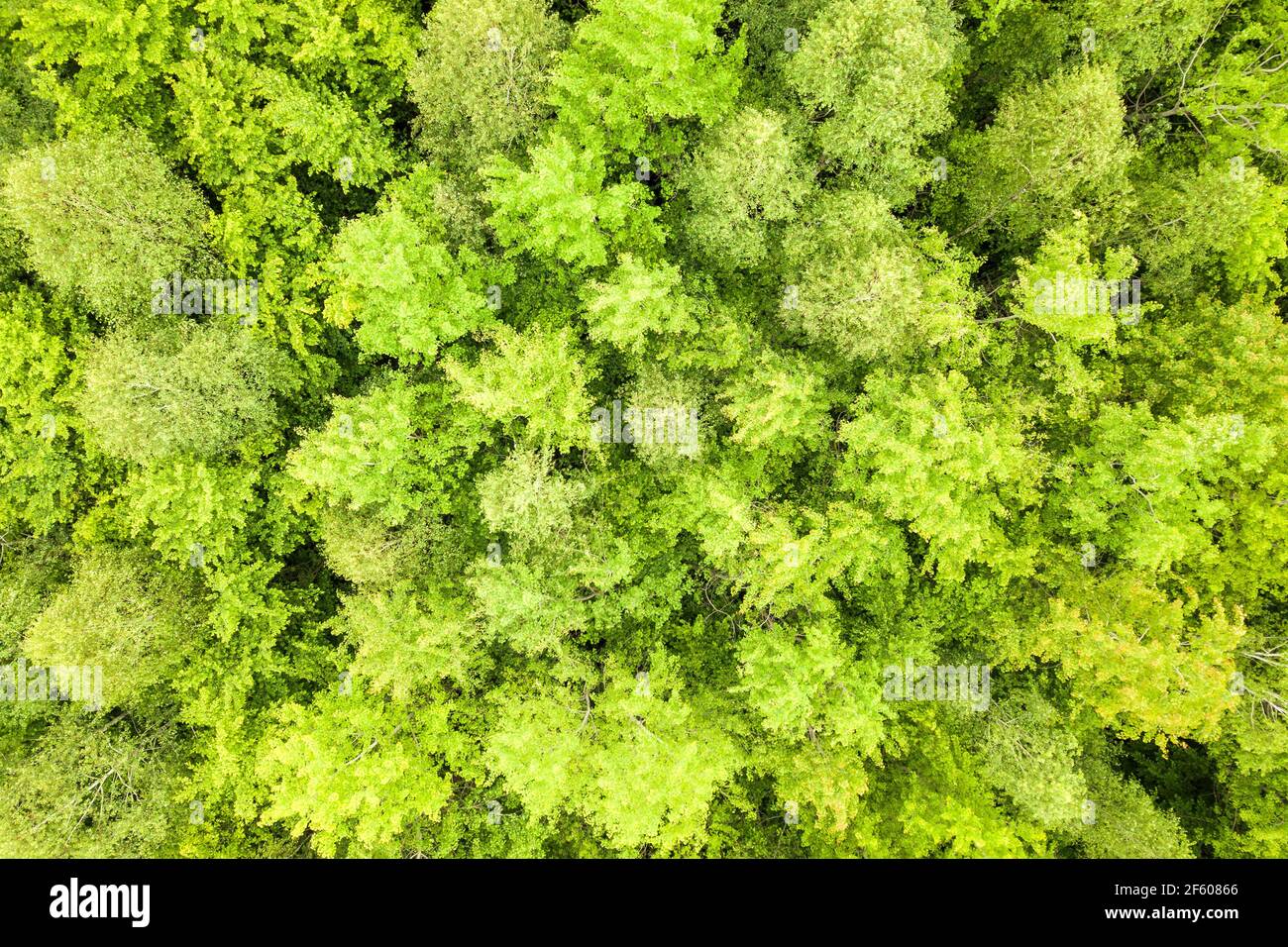 Top down aerial view of green summer forest with canopies of many fresh ...