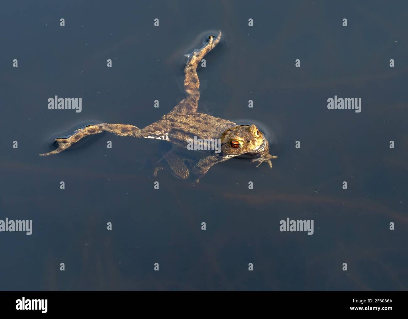 Newt mating uk hi-res stock photography and images - Alamy