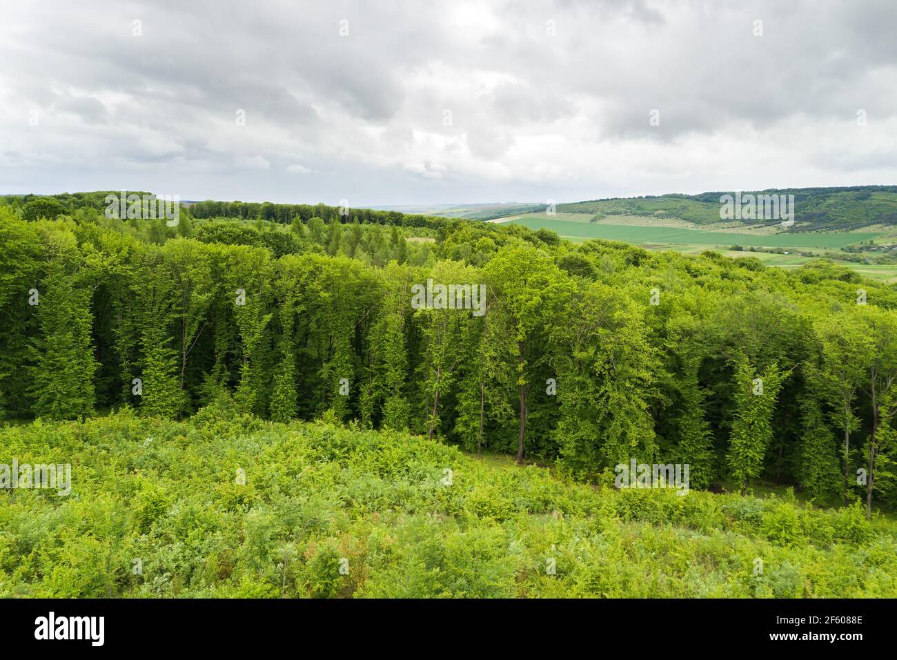 Top down aerial view of green summer forest with canopies of many fresh ...