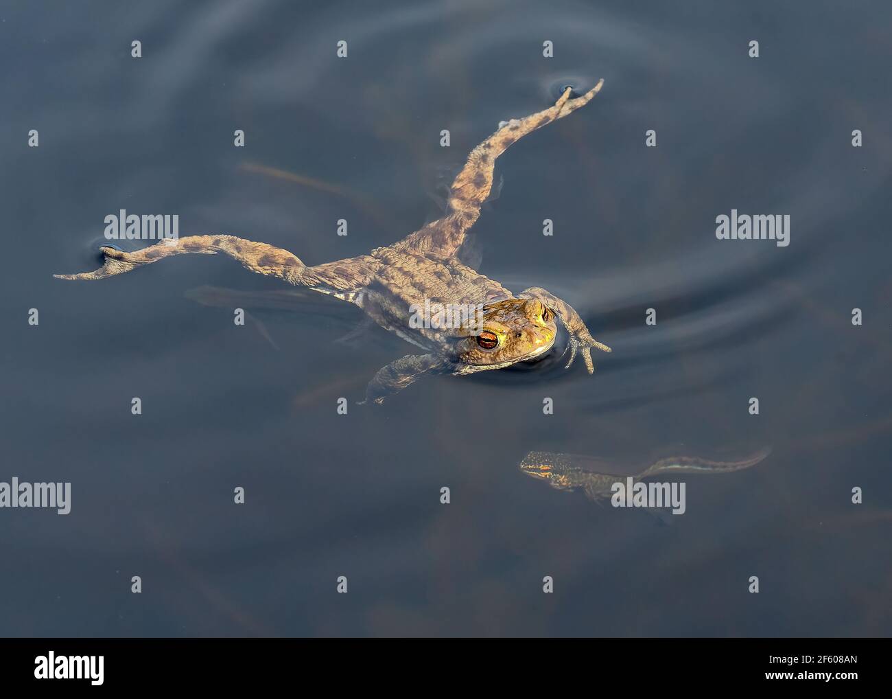 Palmate newt uk hi-res stock photography and images - Alamy