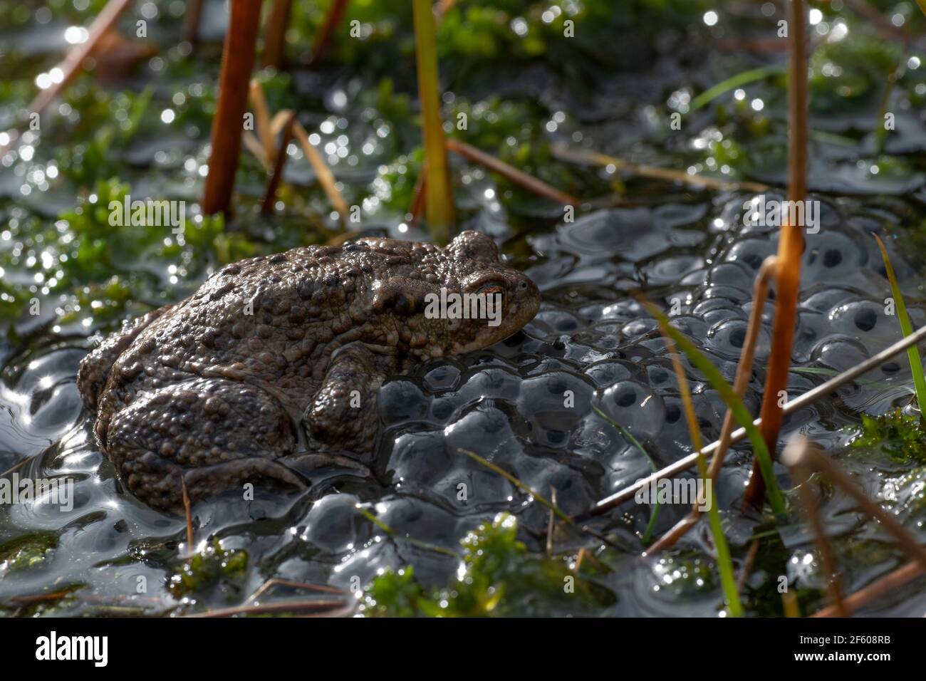 Toad spawn uk hi-res stock photography and images - Alamy
