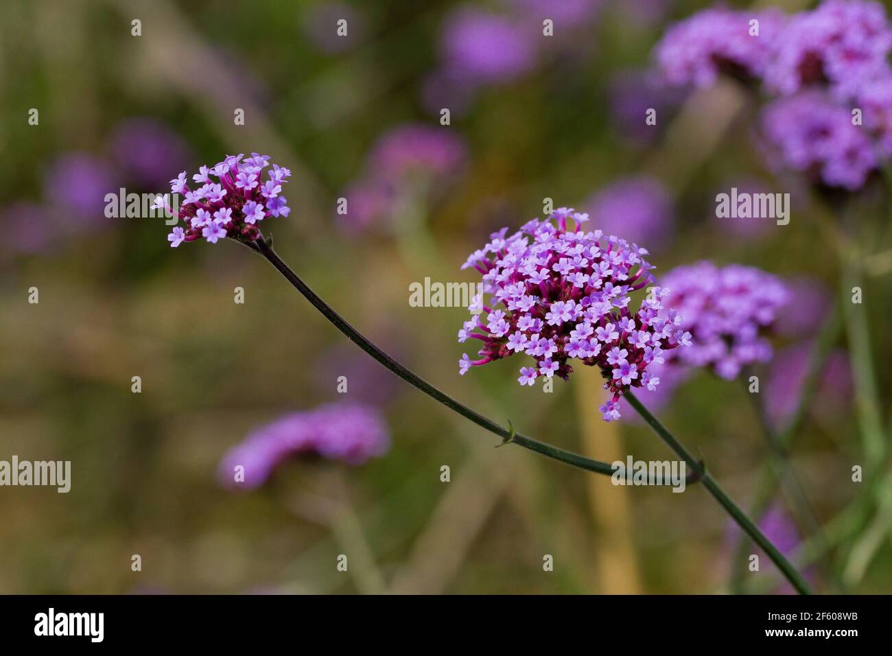Verbena flower in garden Stock Photo - Alamy