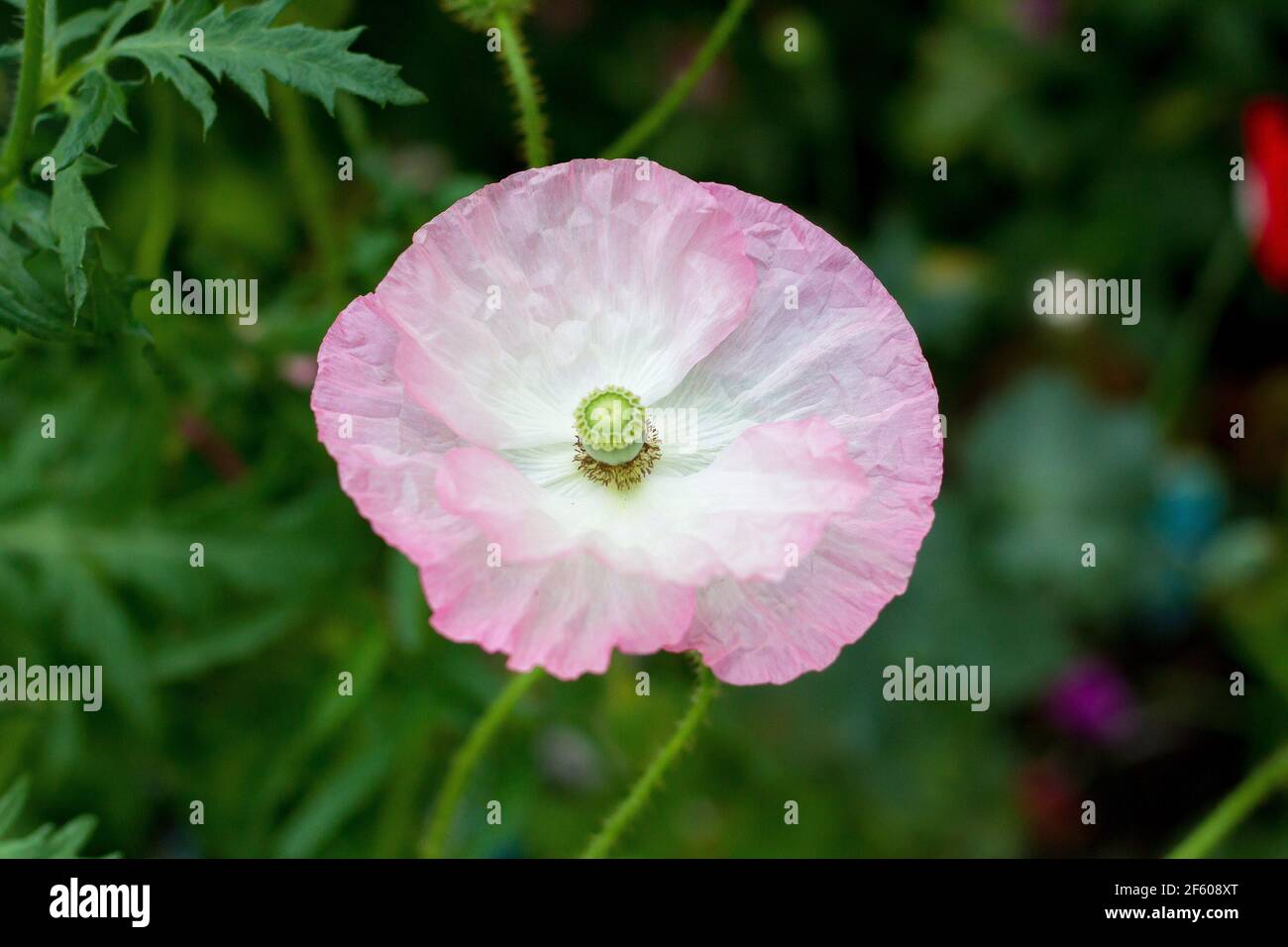 Single Pink Poppy High Resolution Stock Photography and Images - Alamy