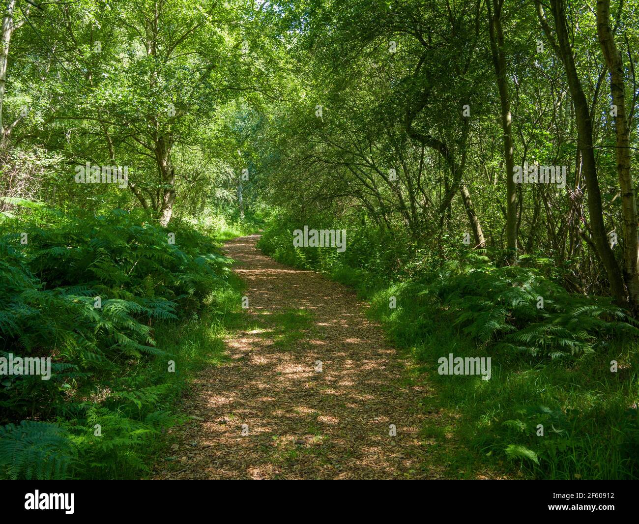 A pathway through a wooded area at Shapwick Heath National Nature ...