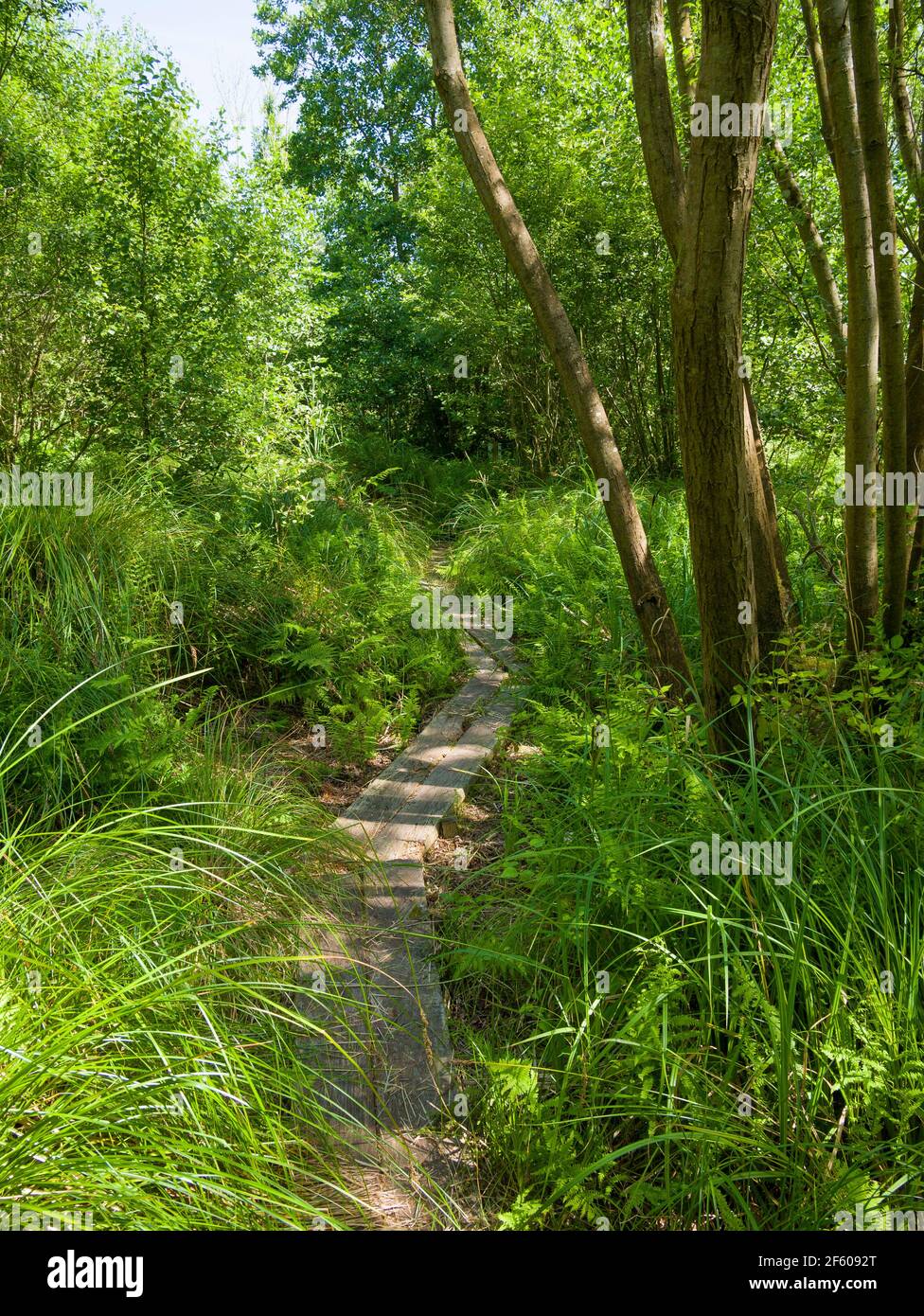 Meare heath track hi-res stock photography and images - Alamy
