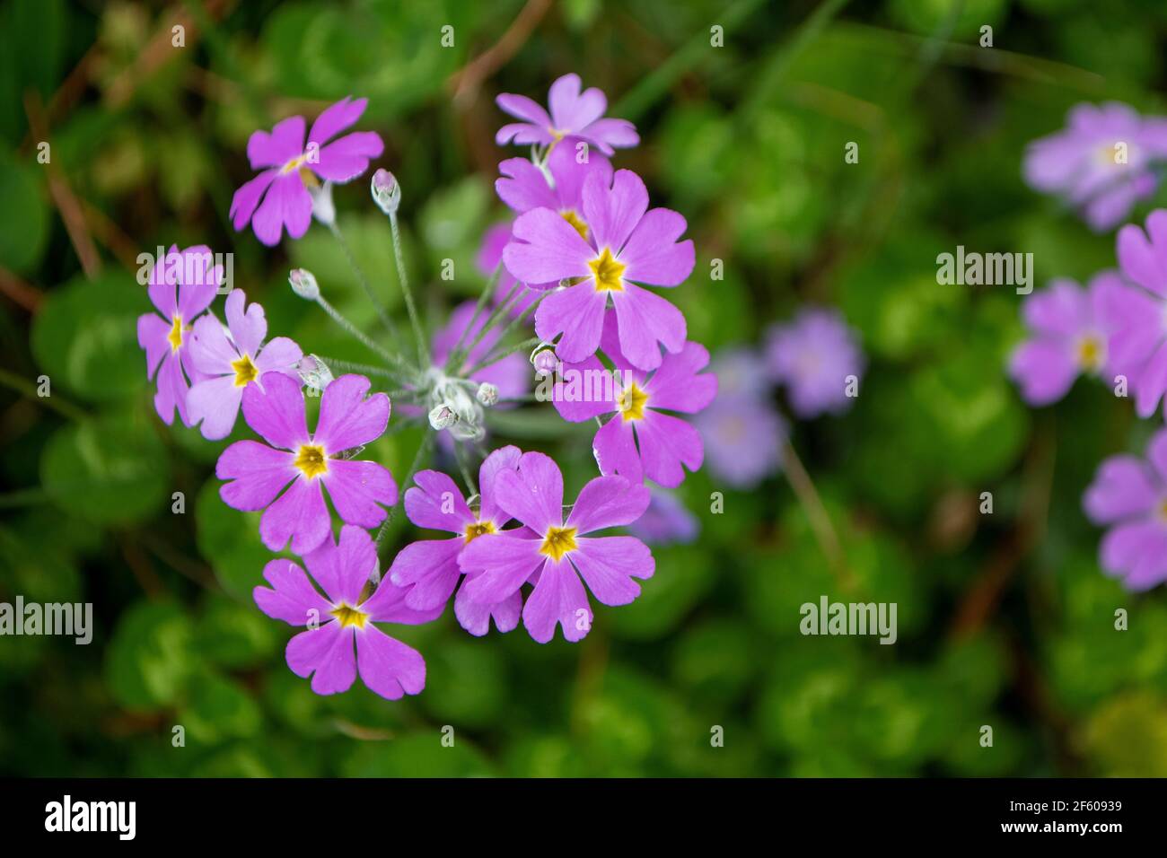 Primula plant in the wild in the mountains of Bhutan Stock Photo - Alamy