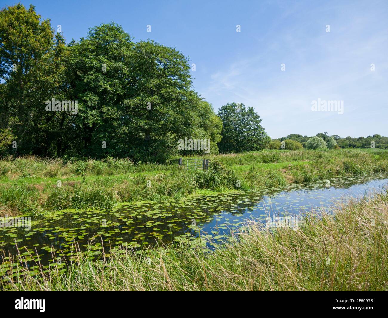 The South Drain drainage ditch at Shapwick Heath National Nature ...