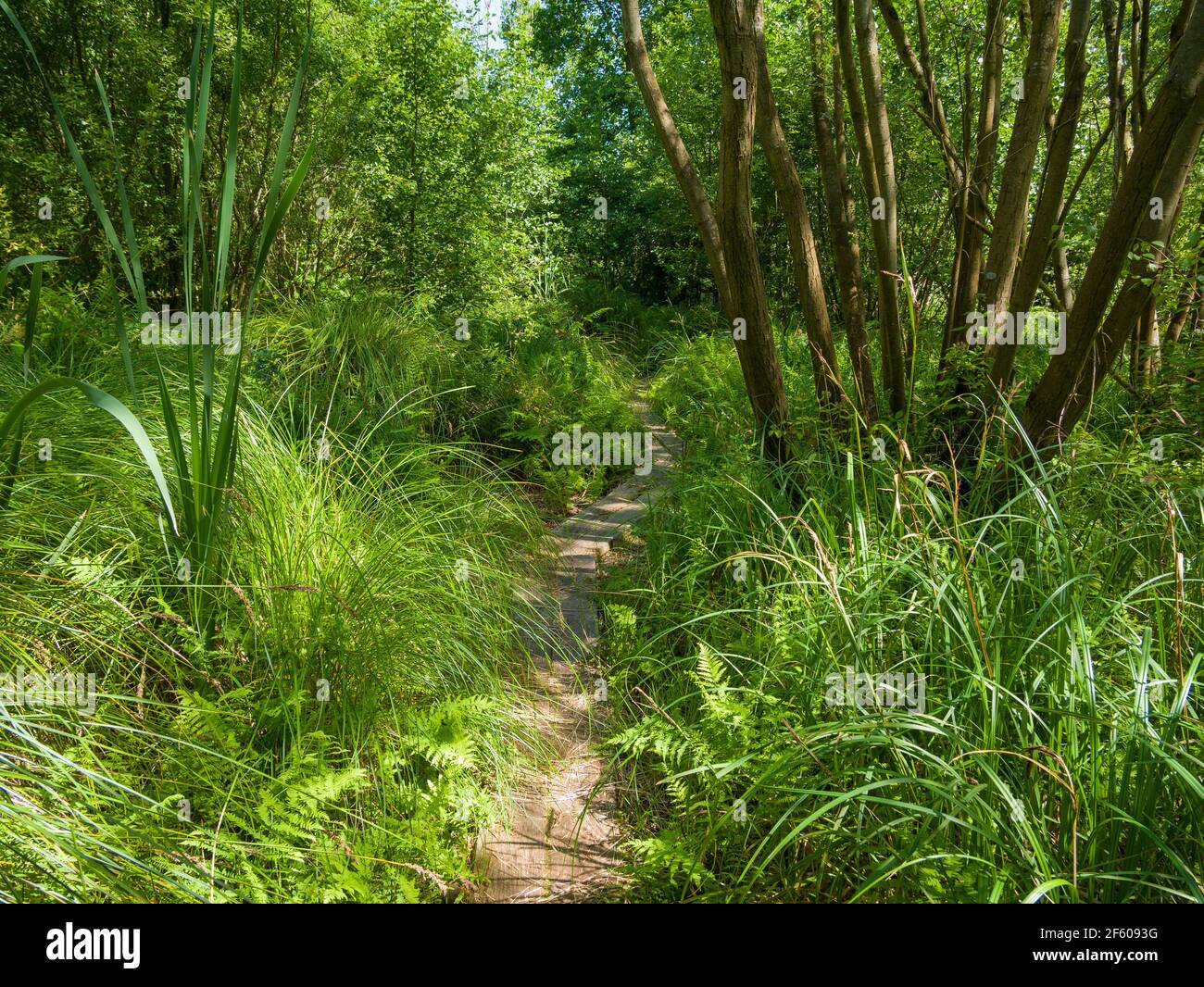 A replica of the Bronze Age Meare Heath Trackway at Shapwick Heath ...