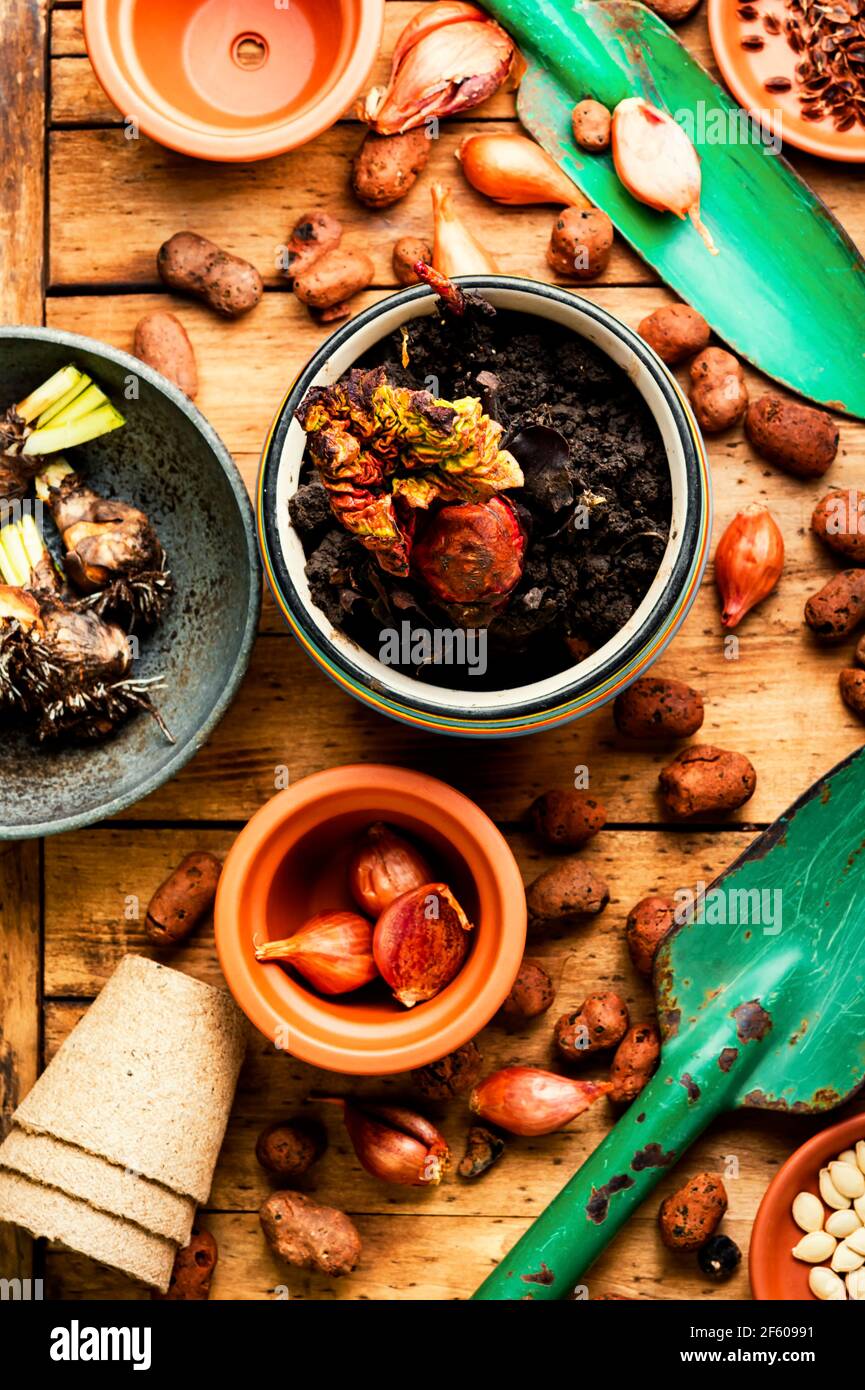 Set of plant seeds,bulbs,pots and gardening tools.Planting seedlings ...