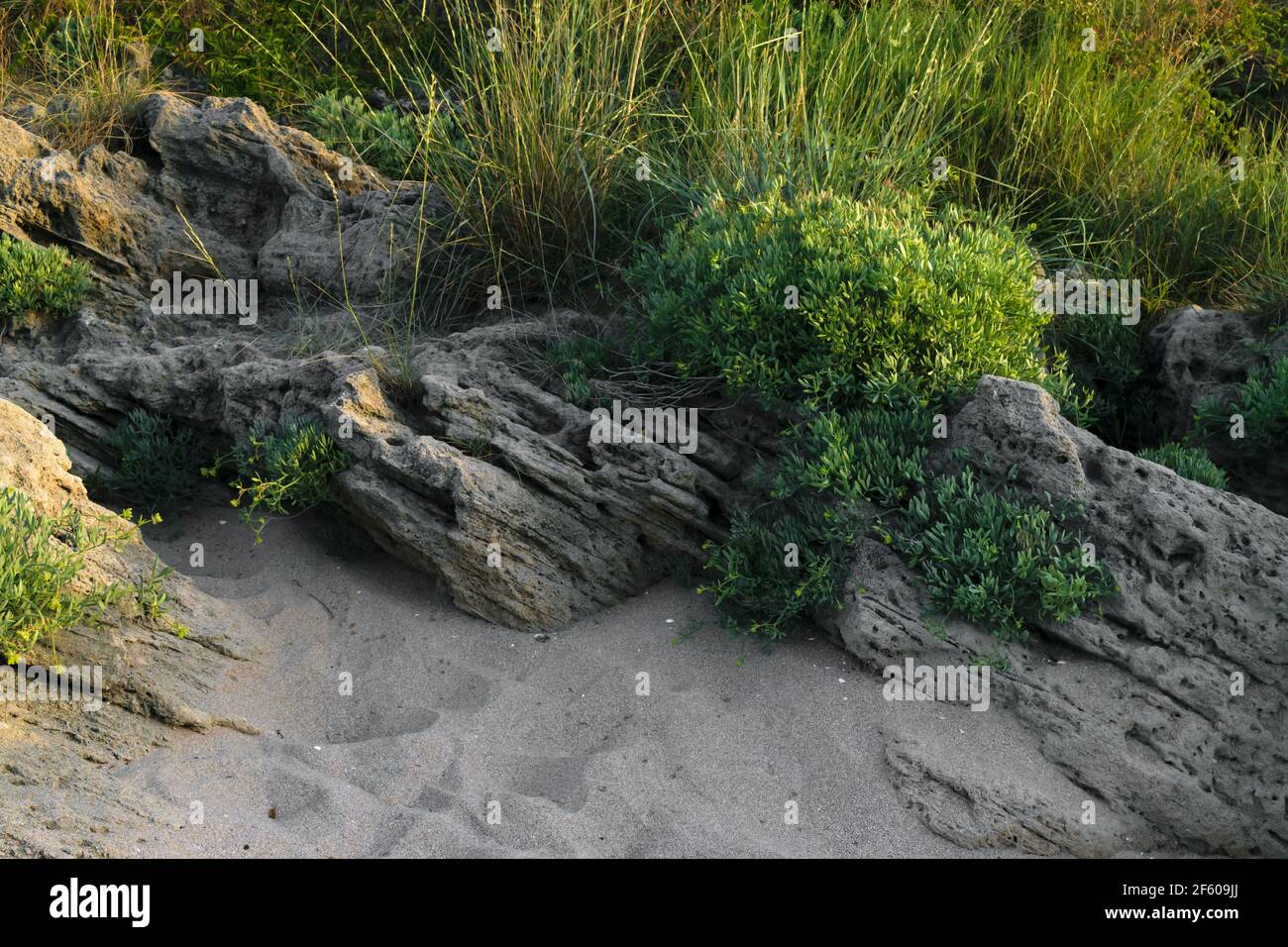 Plant growing on rock beach hi-res stock photography and images - Alamy