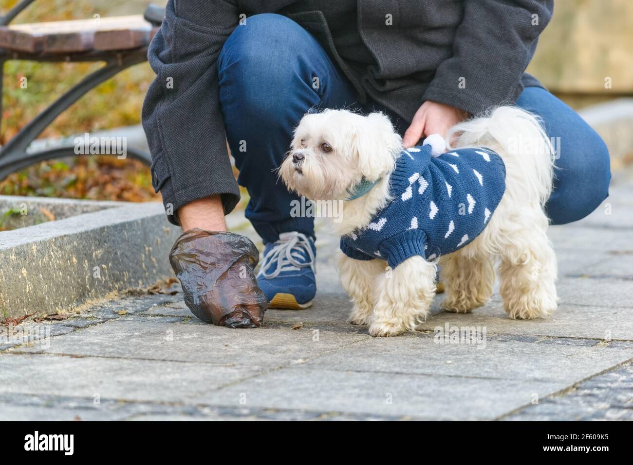 Man collects dog poop into a bag while walking down a city street Stock ...