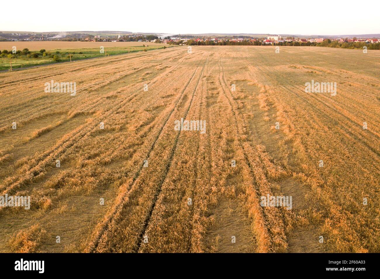 Aerial view of ripe farm field ready for harvesting with fallen down ...