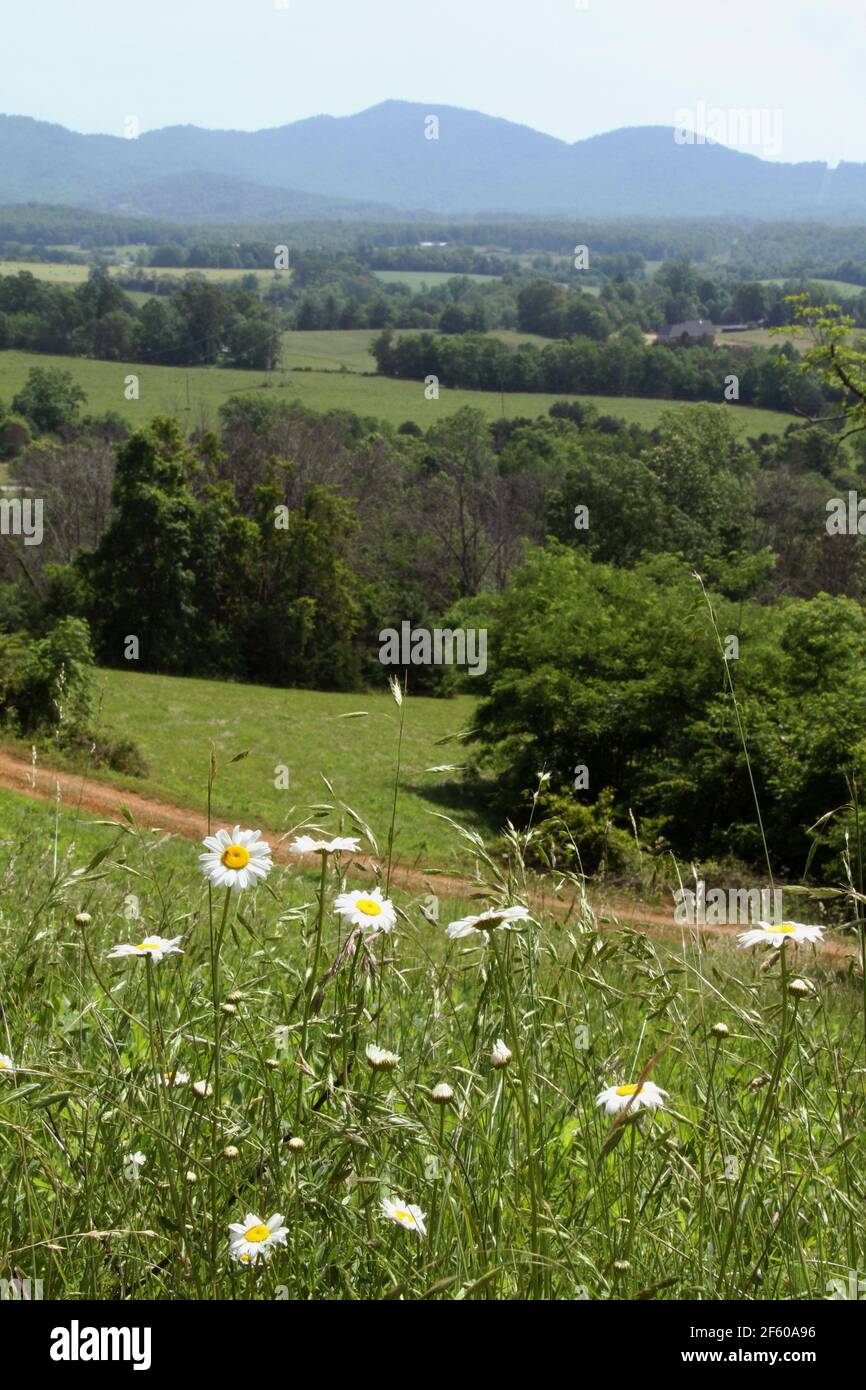 Summer landscape in the Blue Ridge Mountains, VA, USA Stock Photo - Alamy