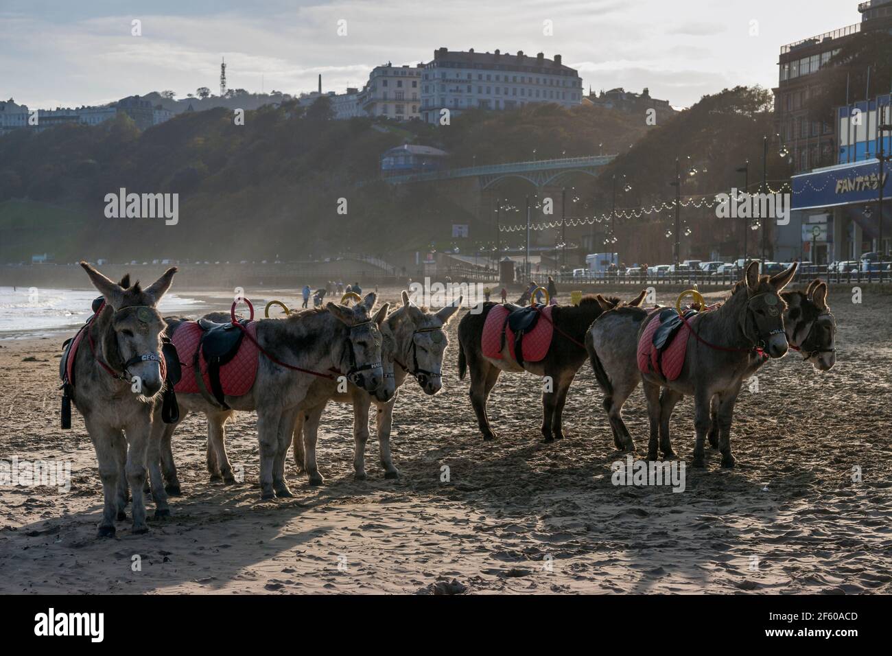Donkeys on beach scarborough hi-res stock photography and images - Alamy