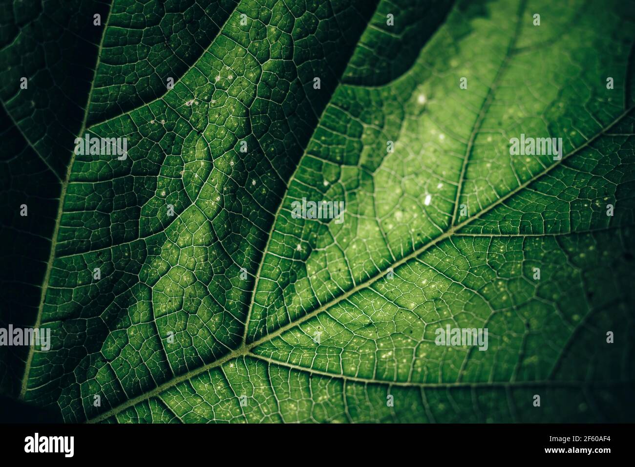 Beautiful green texture background. Cropped shot of green leaf textured ...