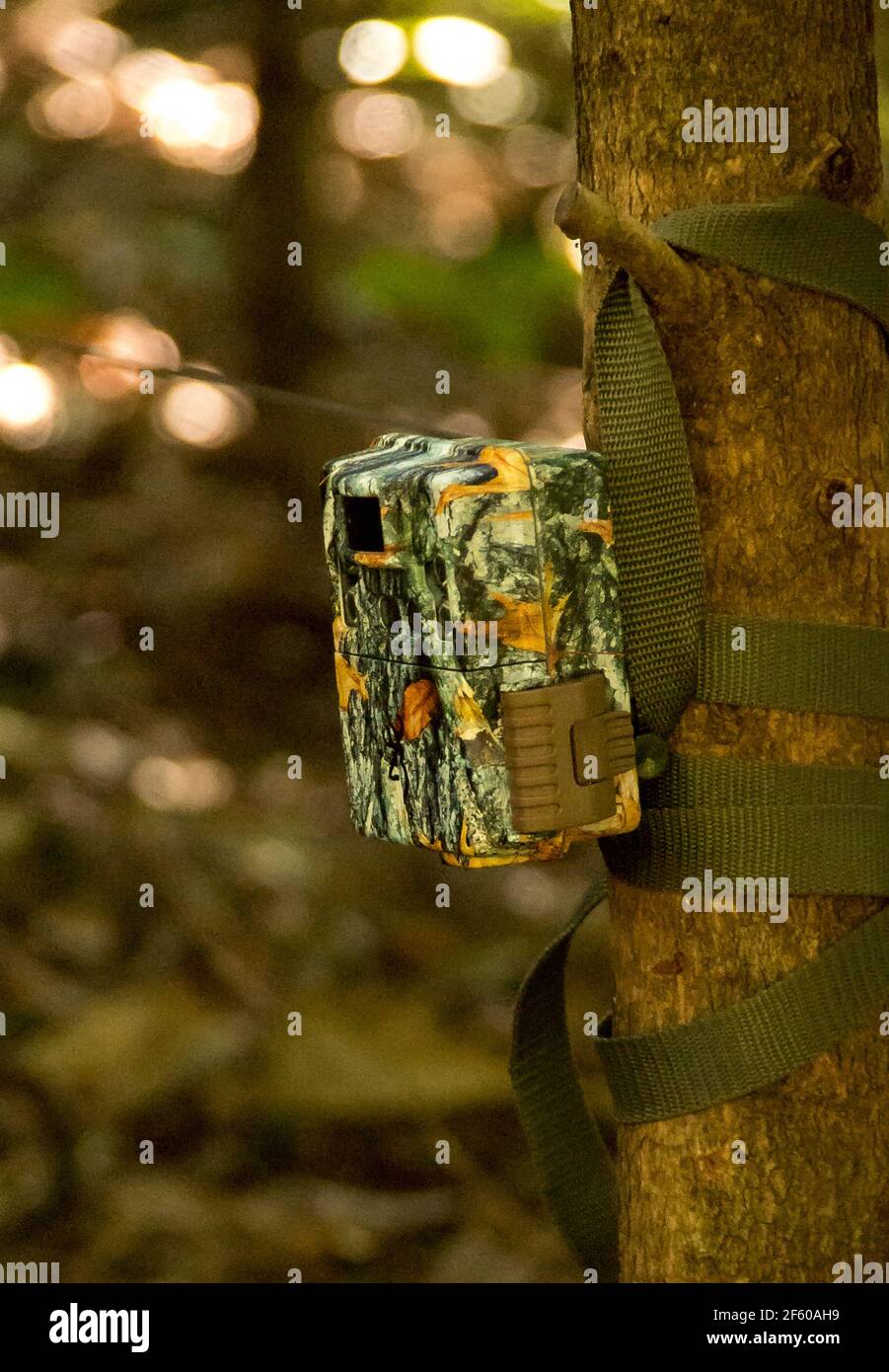 Camera trap hi-res stock photography and images - Alamy