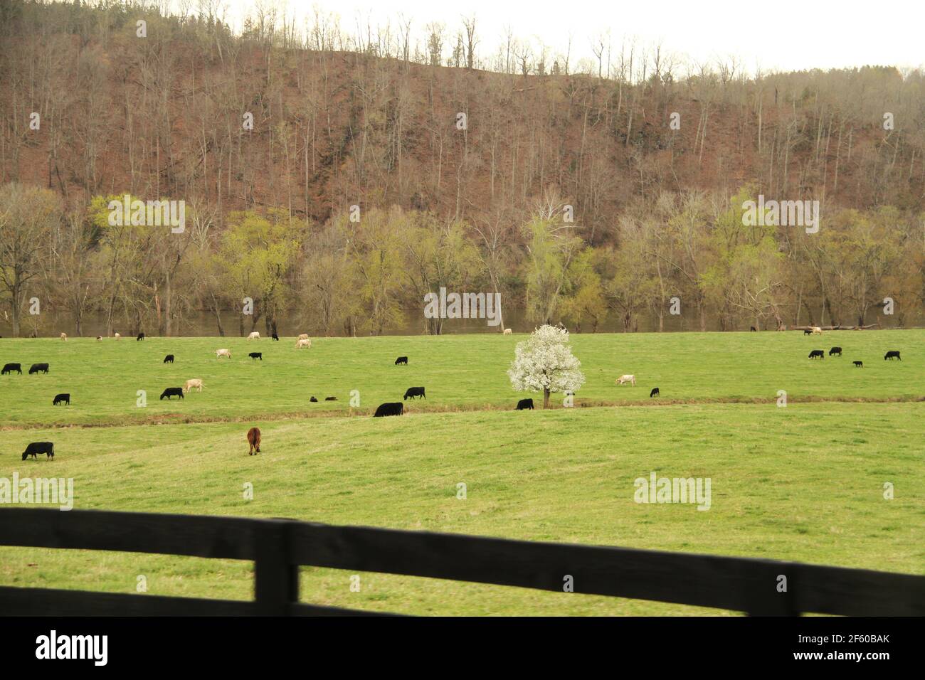 Cattle herd in the pasture in Virginia, USA Stock Photo - Alamy