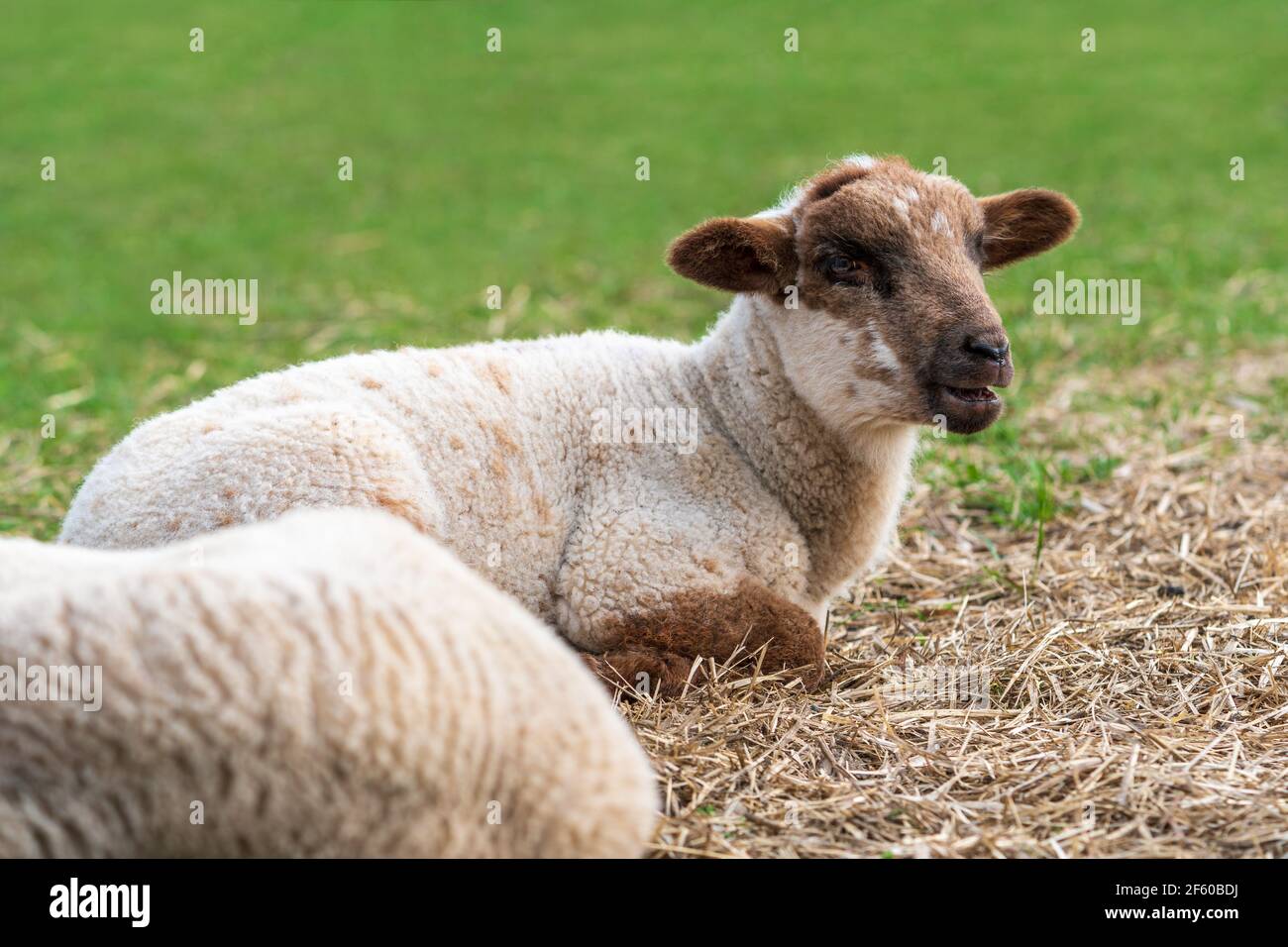Animal mouth open sheep hi-res stock photography and images - Alamy