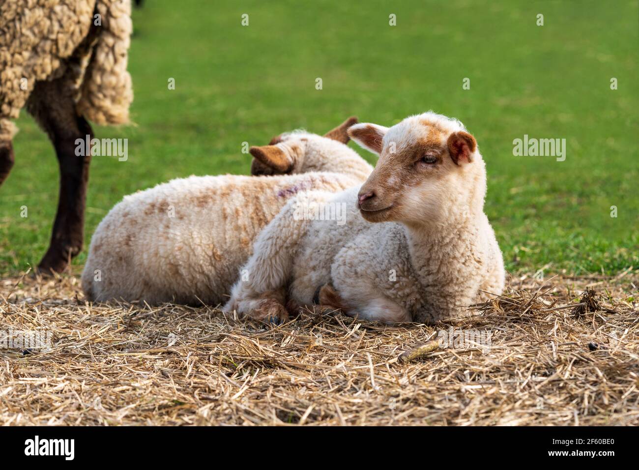 Baby sheep sitting hi-res stock photography and images - Alamy