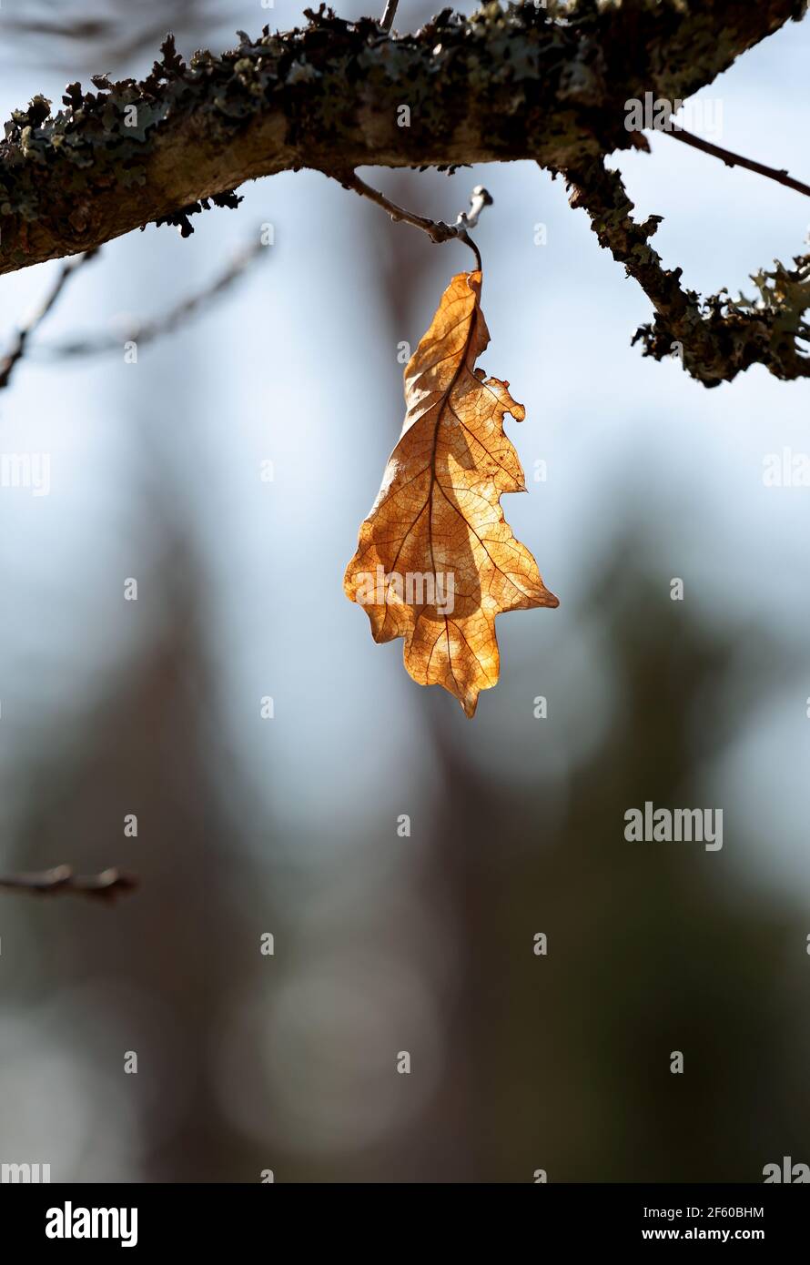 Dry oak leaf hi-res stock photography and images - Alamy
