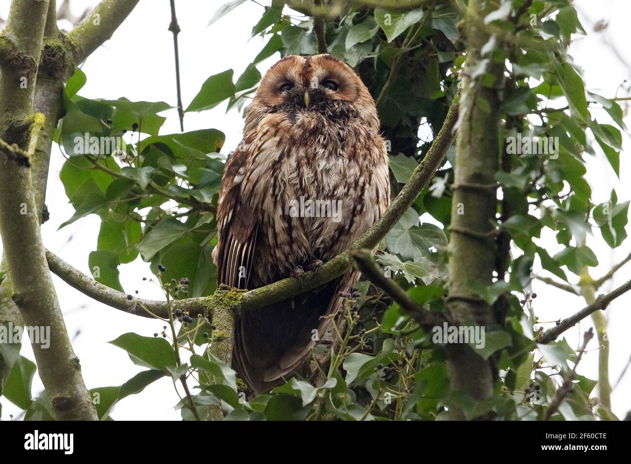 Tawny Owl (Strix aluco Stock Photo - Alamy