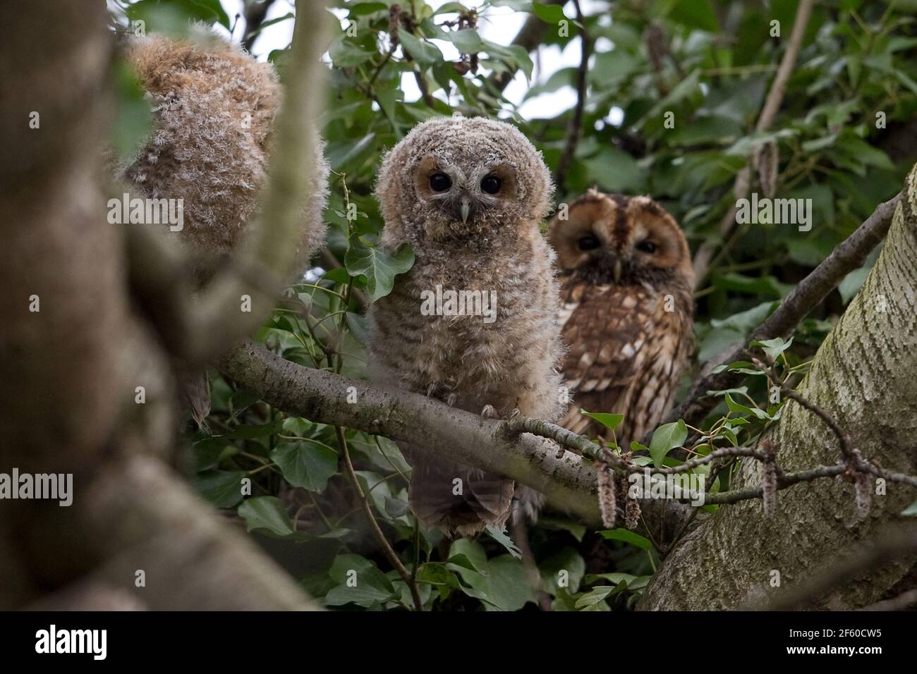Tawny Owl (Strix aluco Stock Photo - Alamy