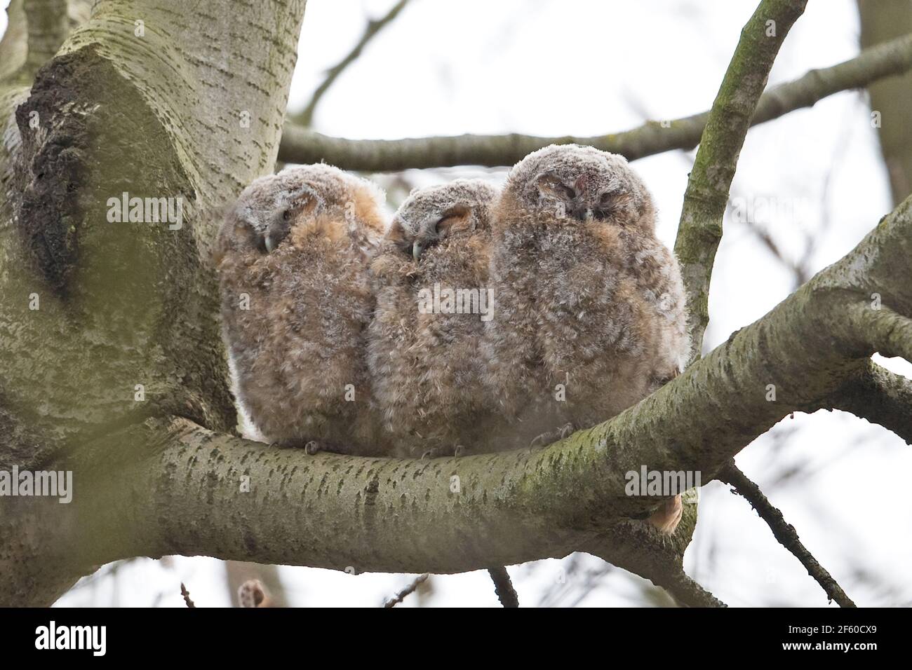 Cute young tawny owls hi-res stock photography and images - Alamy