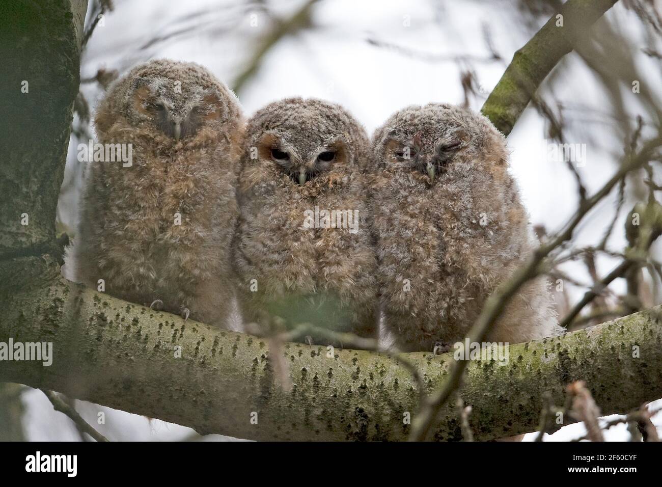Tawny Owl (Strix aluco Stock Photo - Alamy