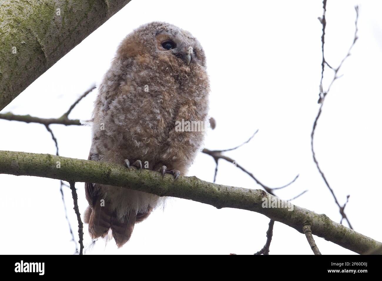 Cute young tawny owls hi-res stock photography and images - Alamy