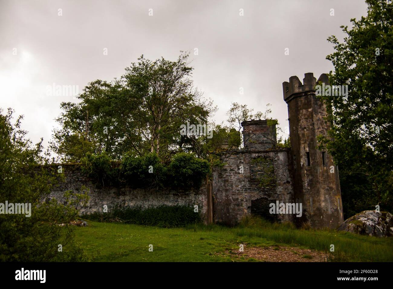 West cork flora hi-res stock photography and images - Alamy