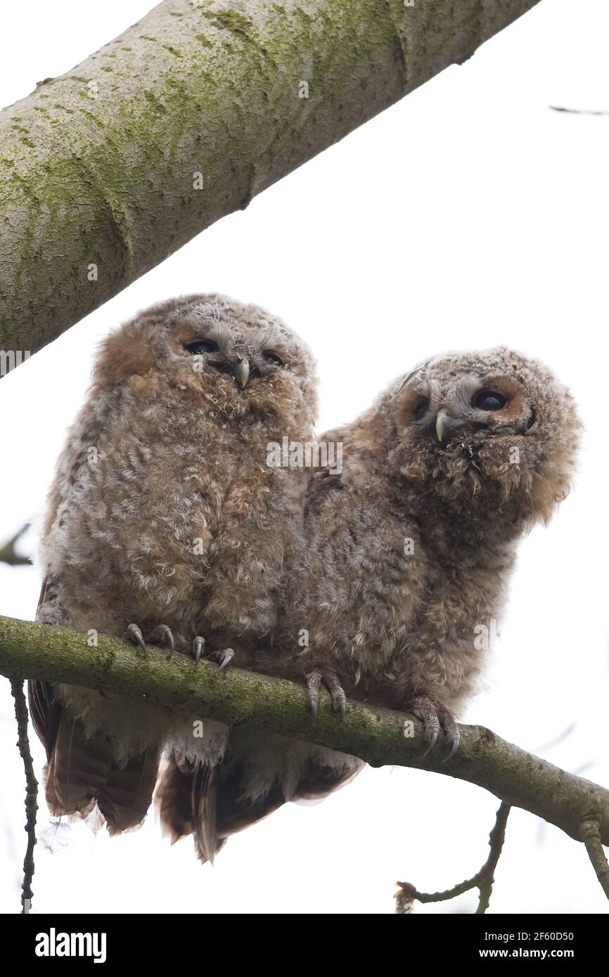 Tawny Owl (Strix aluco Stock Photo - Alamy