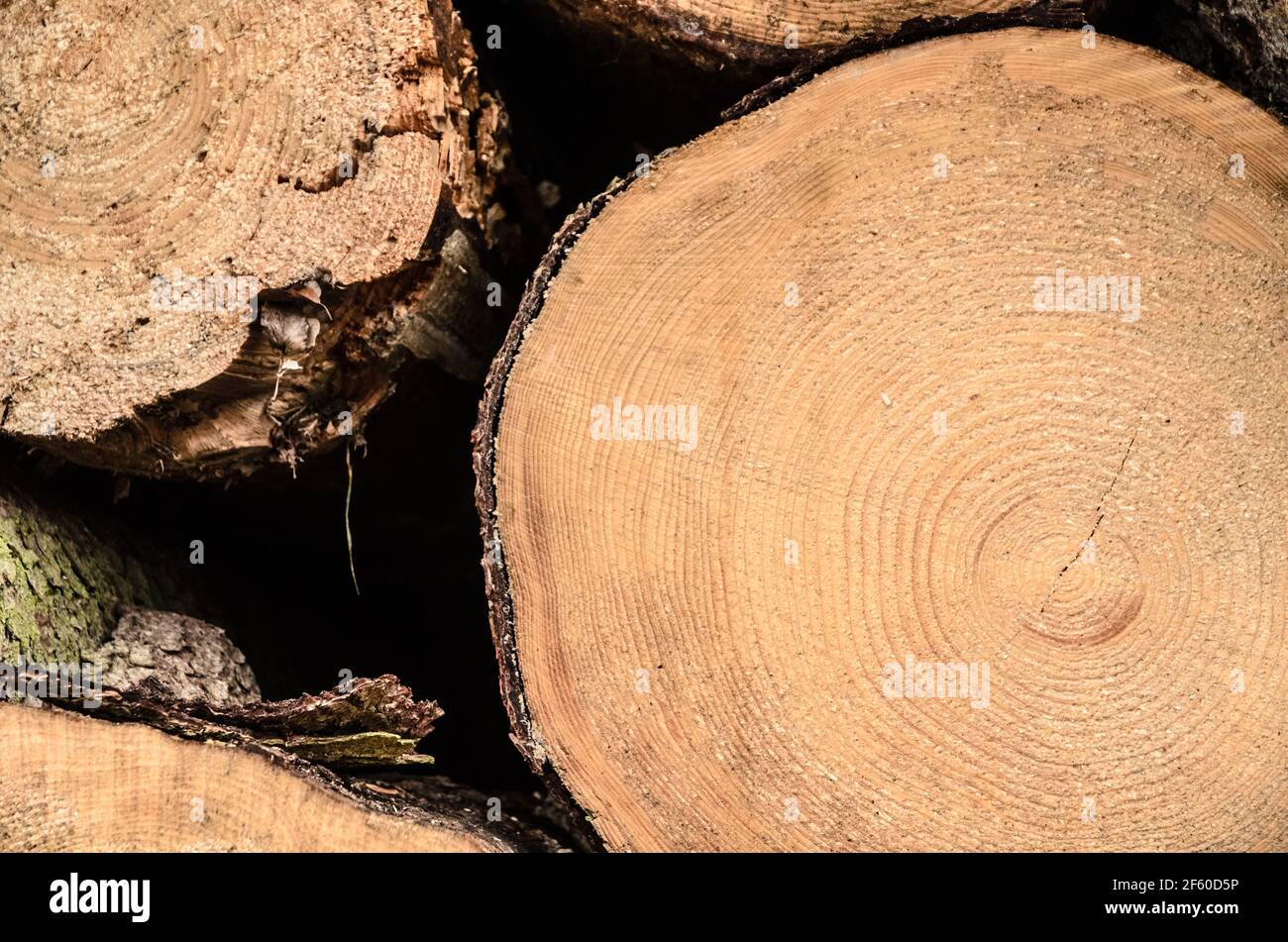 Cross-section growth rings of felled trees at a lumberyard, many log ...