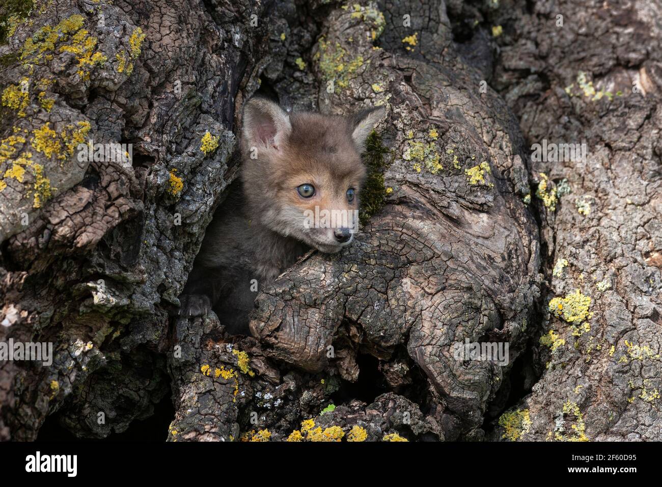 British fox cub hi-res stock photography and images - Alamy