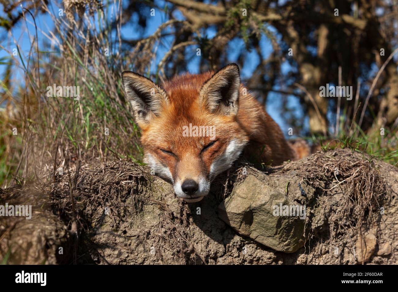 British wildlife fox vulpes hi-res stock photography and images - Alamy