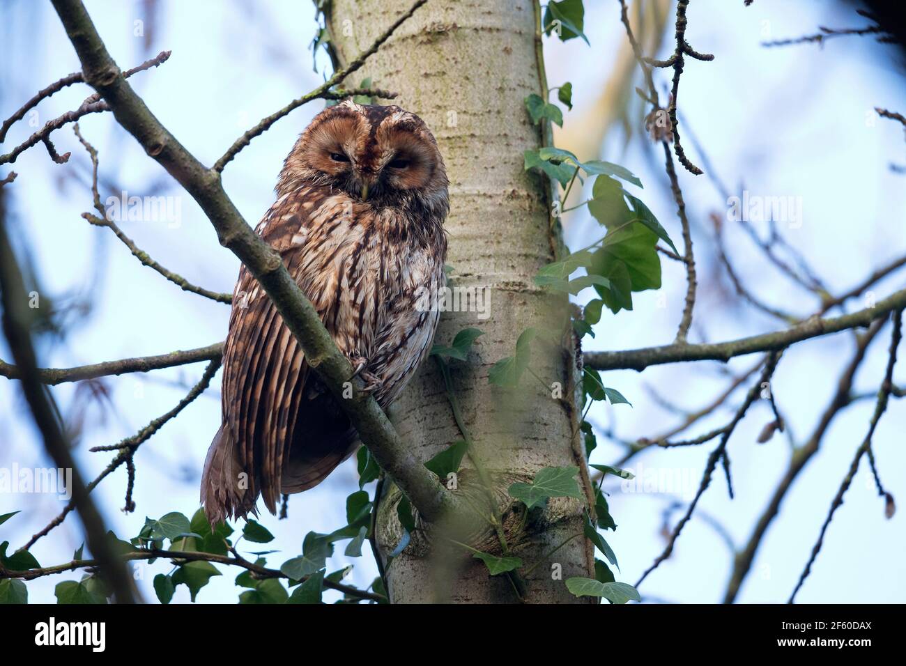 Tawny Owl (Strix aluco Stock Photo - Alamy