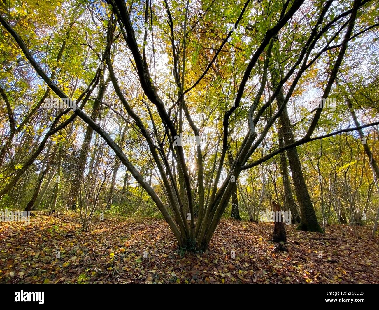 Spread tree hi-res stock photography and images - Alamy