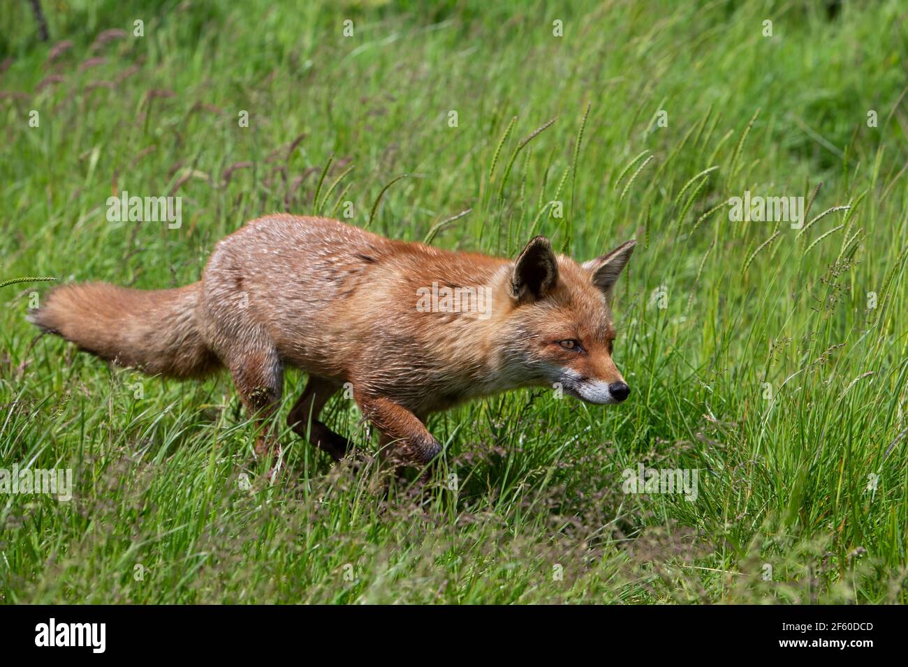 Red fox (Vulpes vulpes), captive, UK Stock Photo - Alamy